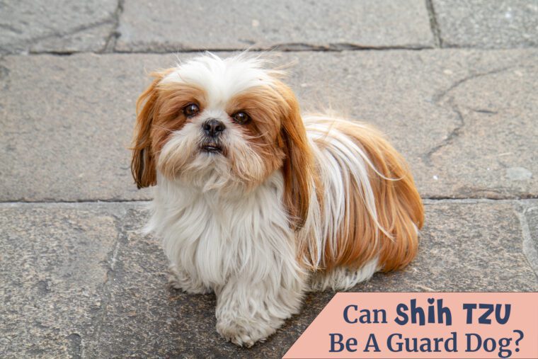 Jack Russell Shih Tzu Mix Breed: The Perfect Guide to Owning