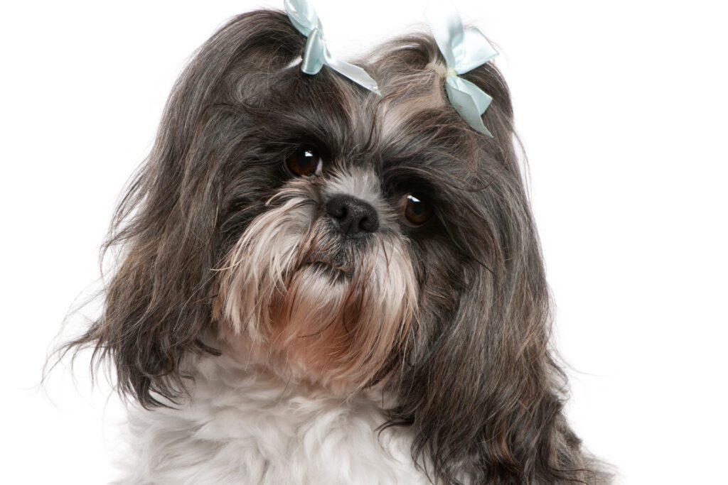 Why Do Shih Tzus Lick So Much: 25 Reasons (& How To Stop)