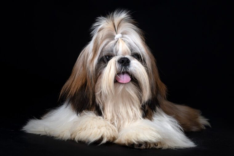 History of Shih Tzus: Origins, 8 Types, and Everything New Owners Need ...