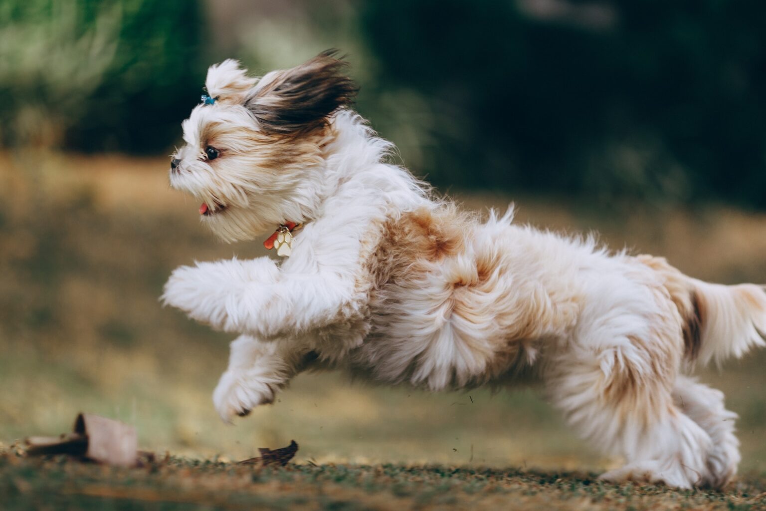 Why Is My Shih Tzu Aggressive: Signs, Causes & Best Tips To Avoid