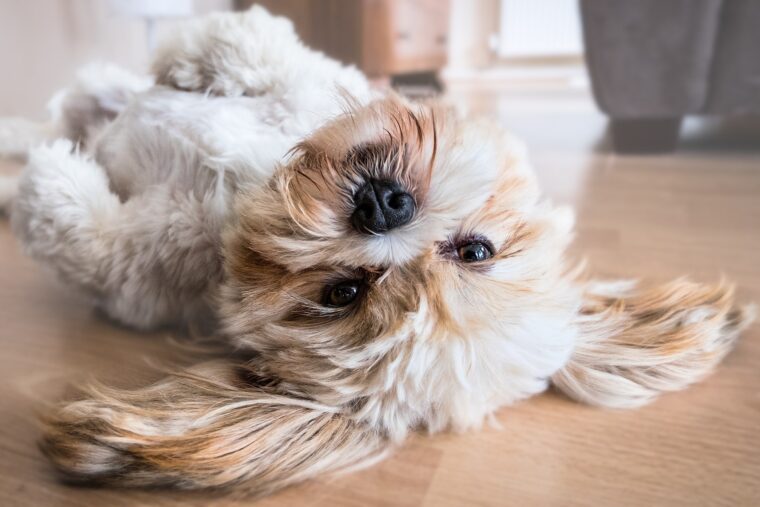 How to Properly Clean and Care for Your Shih Tzu's Ears