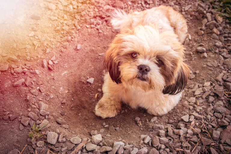 20 Shih Tzu Behavior Problems: How To Discipline Them? | Shih Tzu Pedia