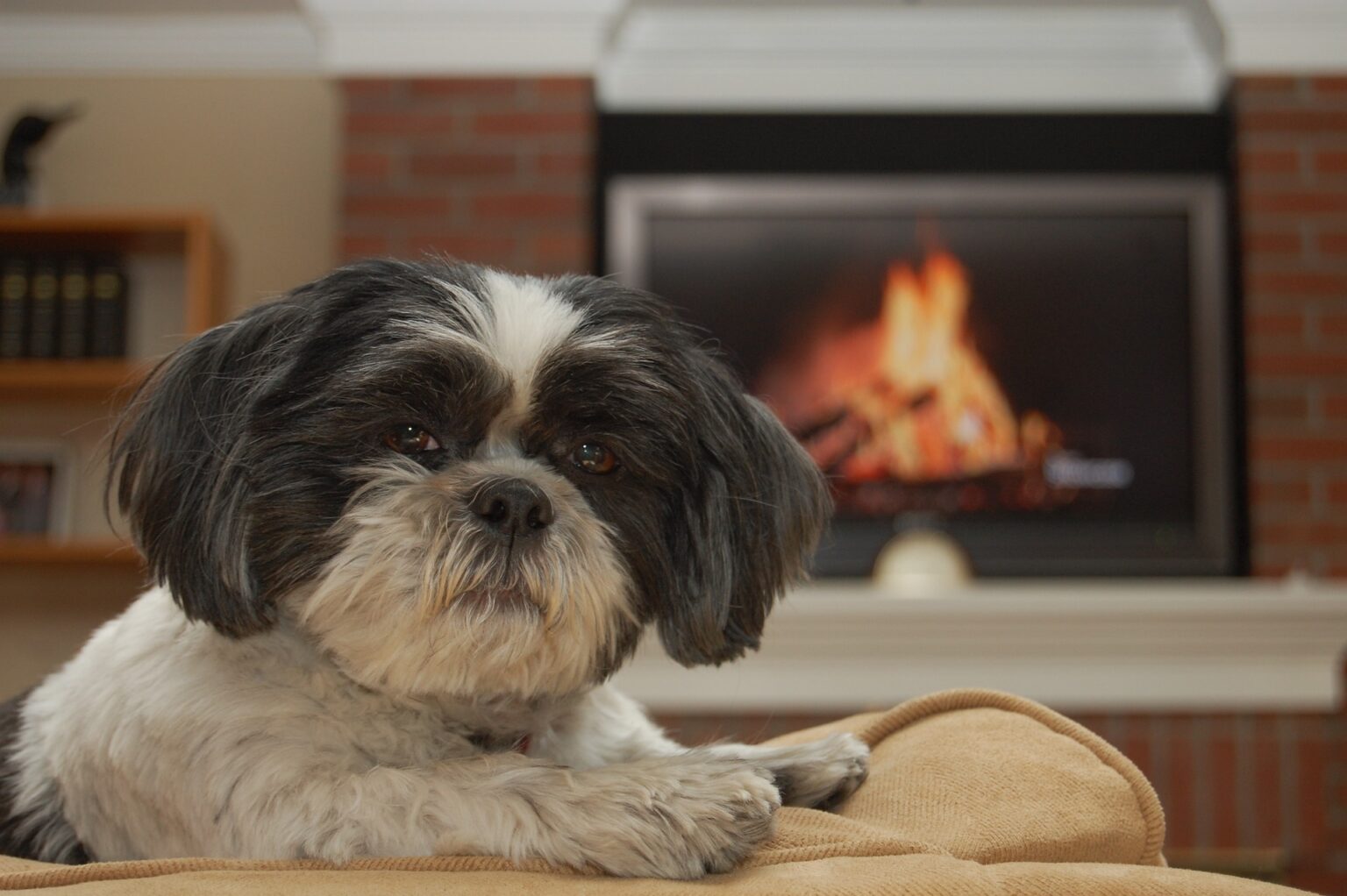 8 Common Shih Tzu Eating Problems