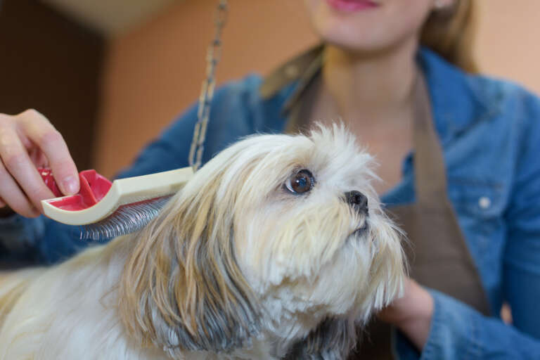 Should You Get A Second Shih Tzu: Pros And Cons Of Having Two Shih Tzus