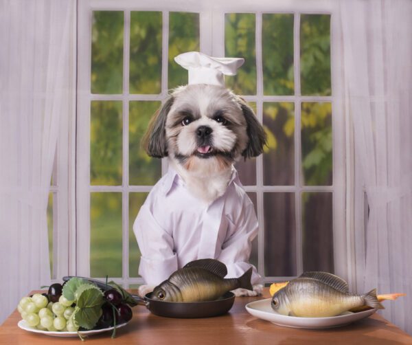 Can Shih Tzu Eat Fish: Surprising Benefits and Considerations | Shih ...