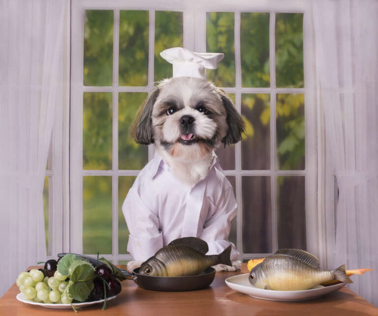 Can Shih Tzu Eat Fish: Surprising Benefits and Considerations