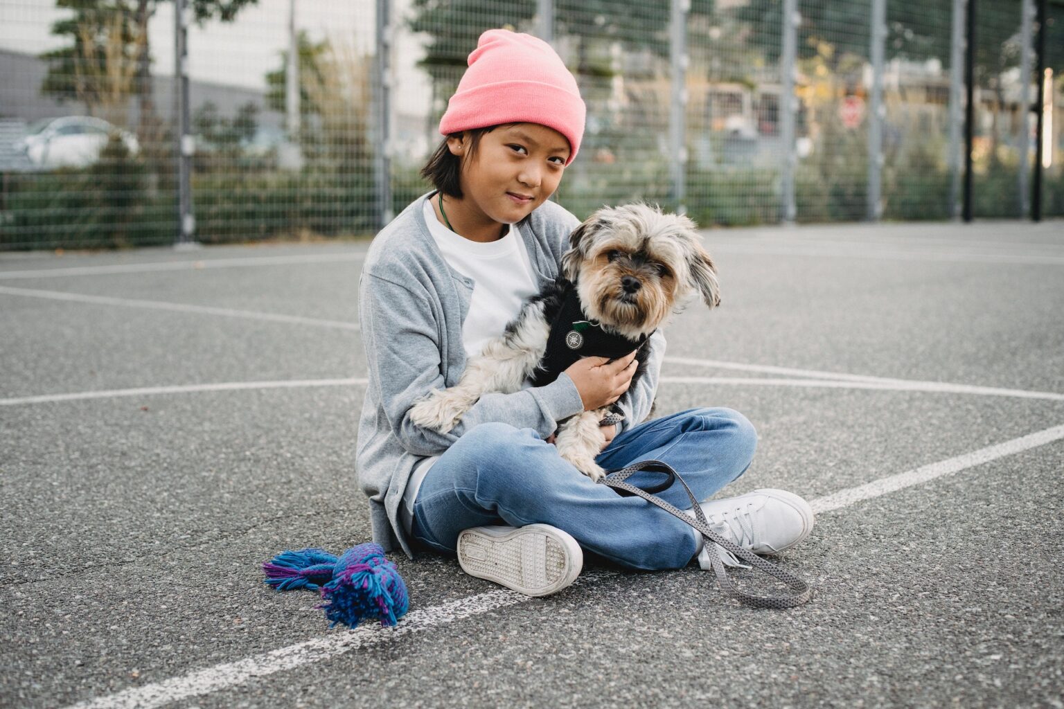 How Many Puppies Can A Shih Tzu Have: Complete Guide | Shih Tzu Pedia