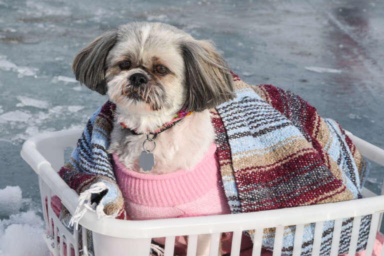 How Much Should A Shih Tzu Weigh: Complete Guide | Shih Tzu Pedia