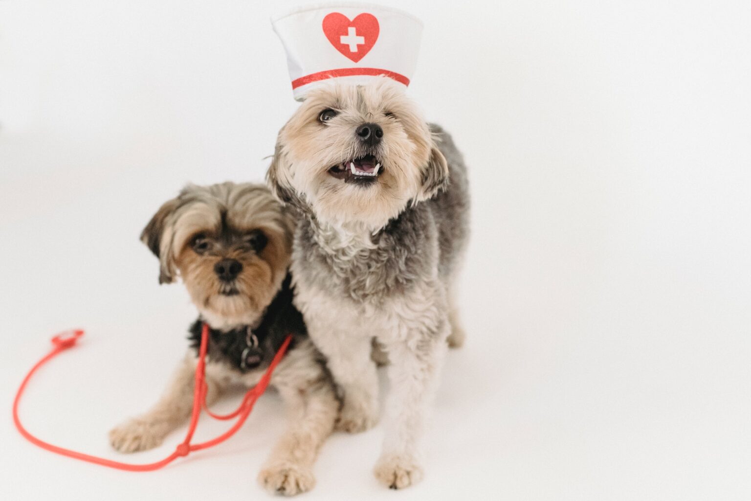 Shih Tzu Temperament With Cats: 10 Tips to Help Them Get Along