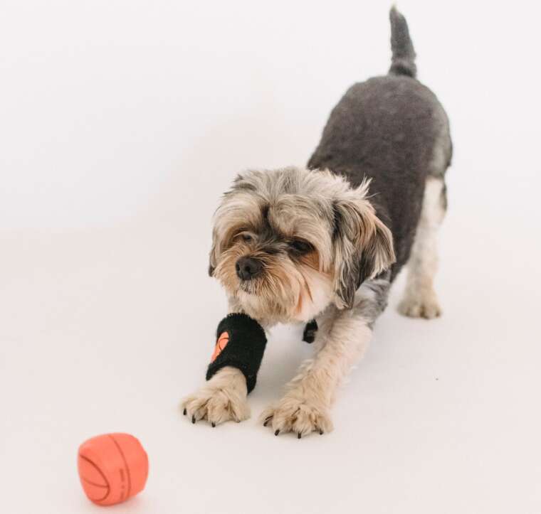 Shih Tzu Exercise Needs: Keep Your Furry Friend Healthy
