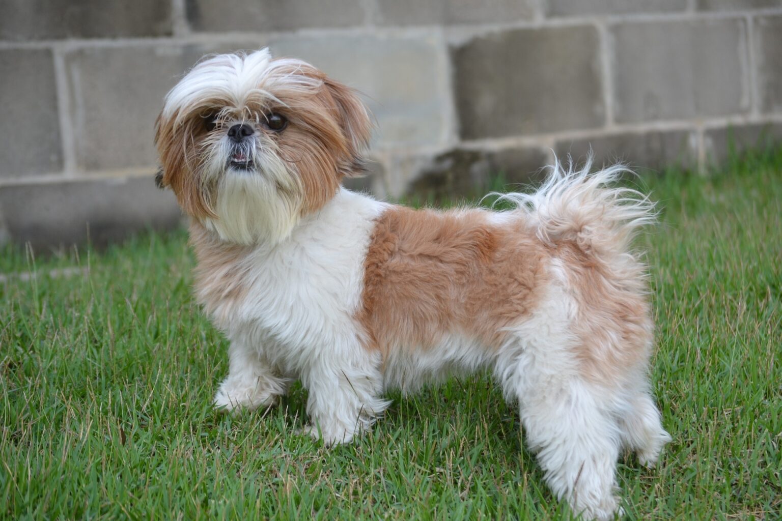 Biggest Shih Tzu Breeds: Unleashing the Cuteness