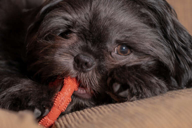 Shih Tzu Teeth Care: A Complete Guide