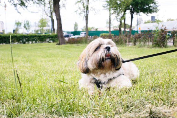 The Ultimate Pros And Cons Of A Shih Tzu | Shih Tzu Pedia