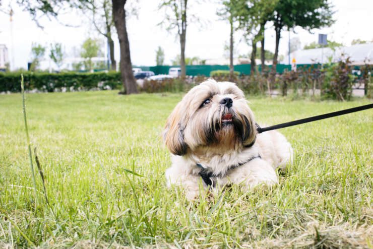 The Ultimate Pros And Cons Of A Shih Tzu | Shih Tzu Pedia