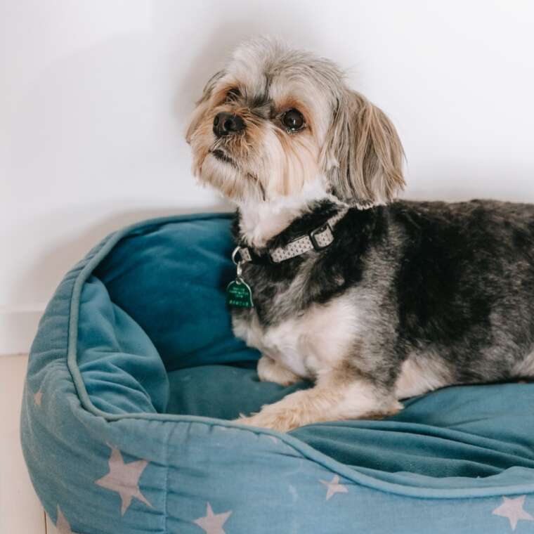 The Ultimate Pros And Cons Of A Shih Tzu | Shih Tzu Pedia