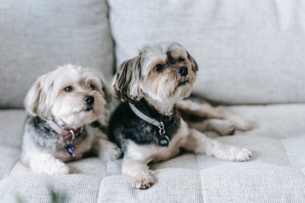 Should You Get A Second Shih Tzu: Pros And Cons Of Having Two Shih Tzus