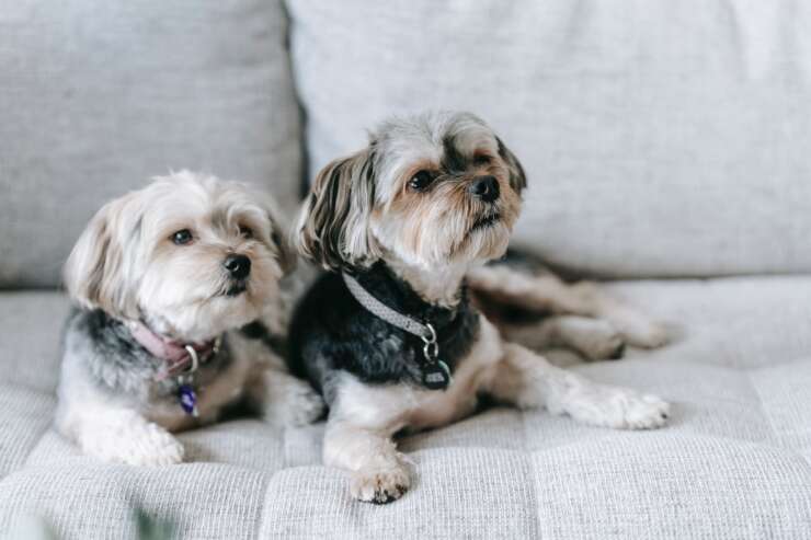 Should You Get A Second Shih Tzu: Pros And Cons Of Having Two Shih Tzus ...