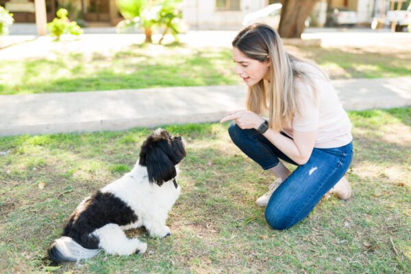 Why Is My Shih Tzu Aggressive: Signs, Causes & Best Tips To Avoid ...