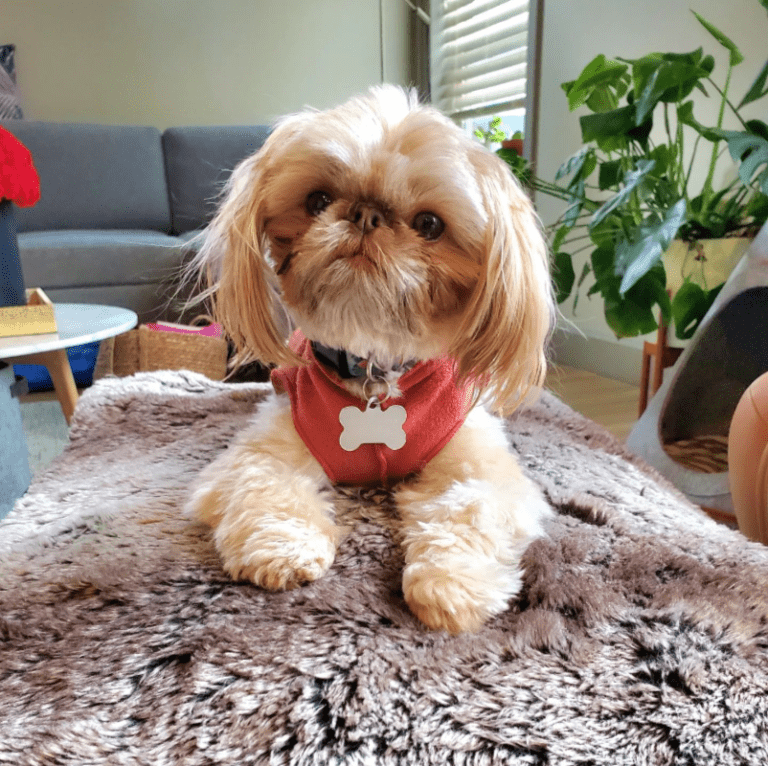 Uncovering the Astonishing History of Shih Tzus: 8 Types to Know!