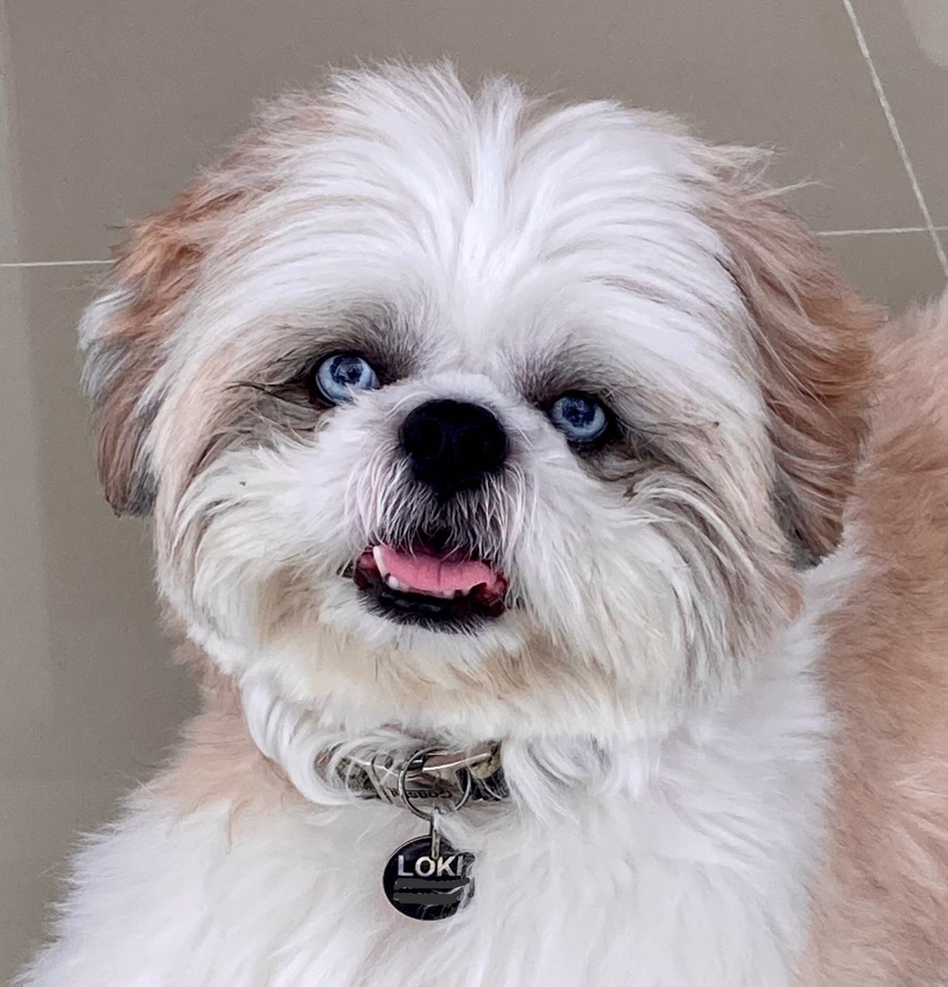 Uncovering the Astonishing History of Shih Tzus: 8 Types to Know!