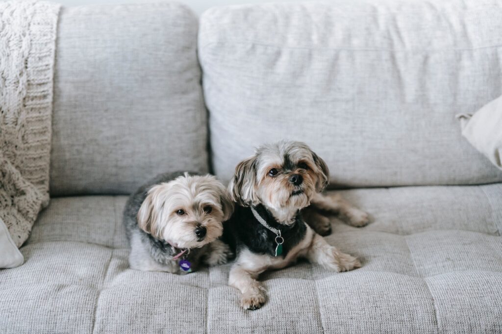 Jack Russell Shih Tzu Mix Breed: The Perfect Guide to Owning