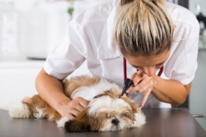 How to Properly Clean and Care for Your Shih Tzu's Ears