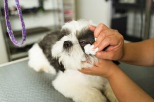 Shih Tzu Eye Care: 17 Problems, Symptoms, and Treatments | Shih Tzu Pedia